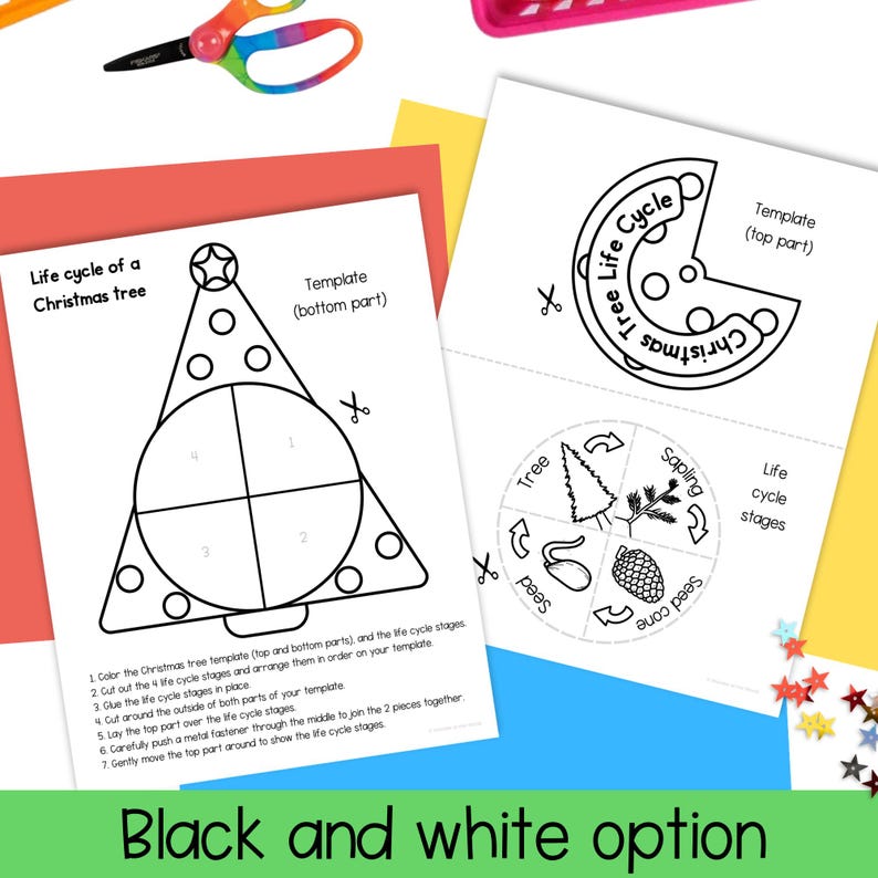Life Cycle of a Coniferous Christmas Tree Sequencing Spinner Wheel ...