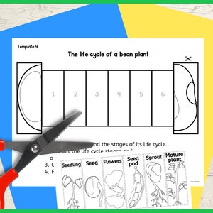 Life Cycle of a Bean Plant Foldable Kids' Craft Science - Etsy UK