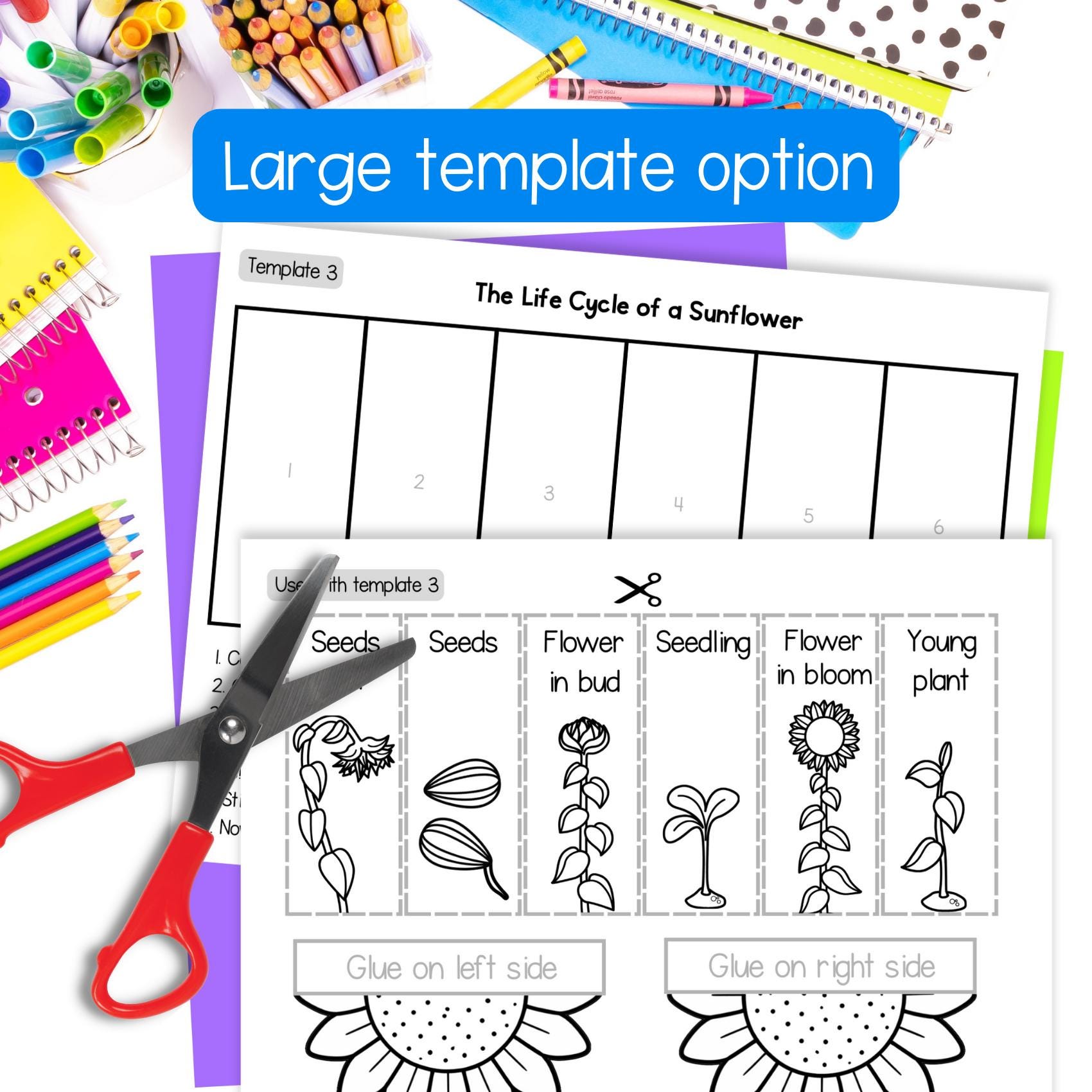 Life cycle of a sunflower sequence and fold kids' science craft | A4 ...