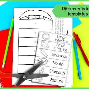 The Digestive System Foldable Kids' Activity | A4 and 11x8.5 Inch ...