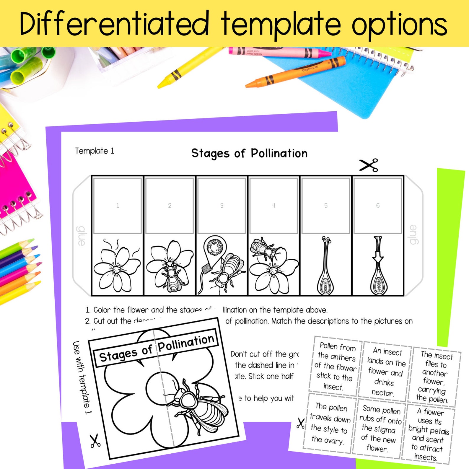 Stages of Insect Pollination Sequence and Fold Science Activity Cut ...