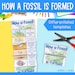 How a Dinosaur Fossil is Formed Foldable Sequencing Activity Printable ...