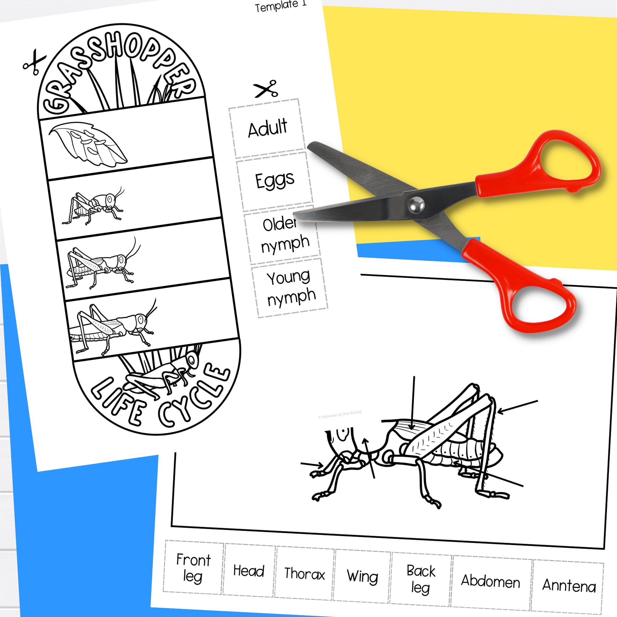 Life Cycle of a Grasshopper Insect Foldable Sequencing Activity Cut and ...