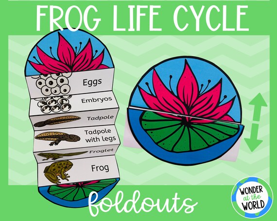 Life Cycle of a Frog Foldable Kids' Craft A4 and 11x8.5 | Etsy UK