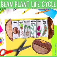 Cactus Life Cycle Learning Activity for Kids A4 and 11x8.5 Inch Digital ...