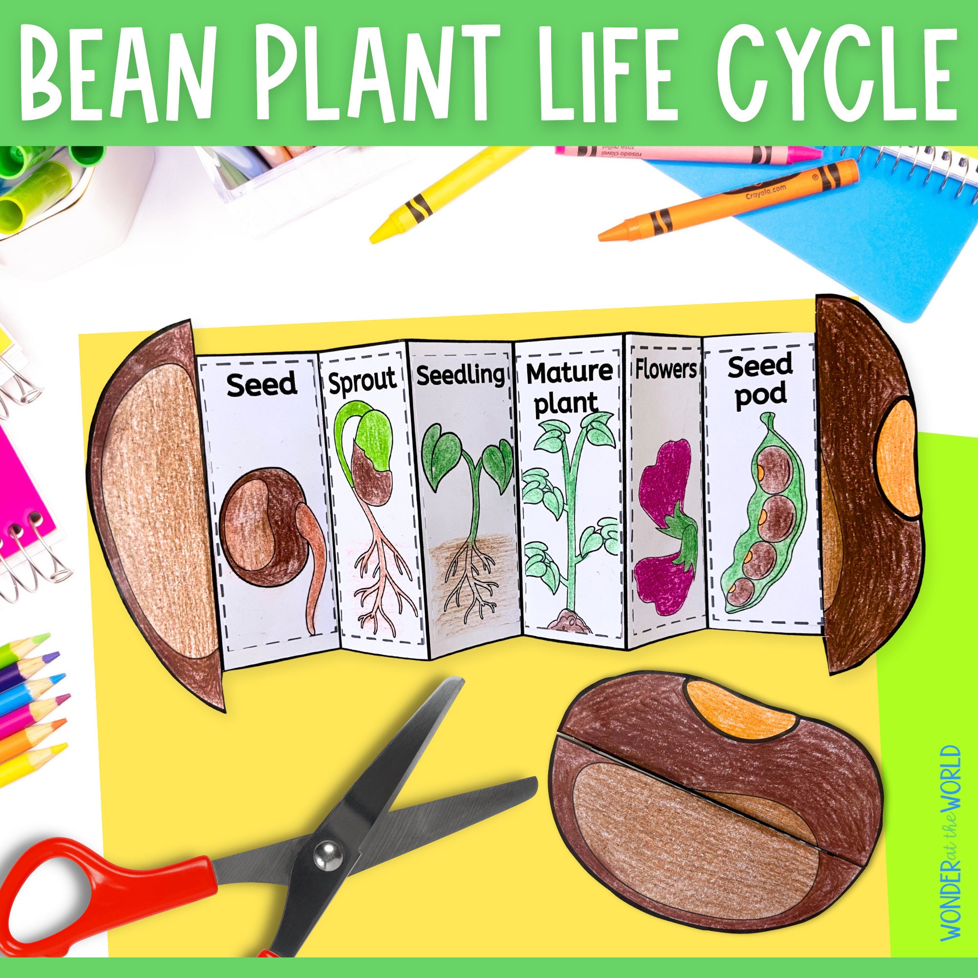 Life Cycle Of A Bean Plant Worksheet Life Cycle Of A Bean Plant