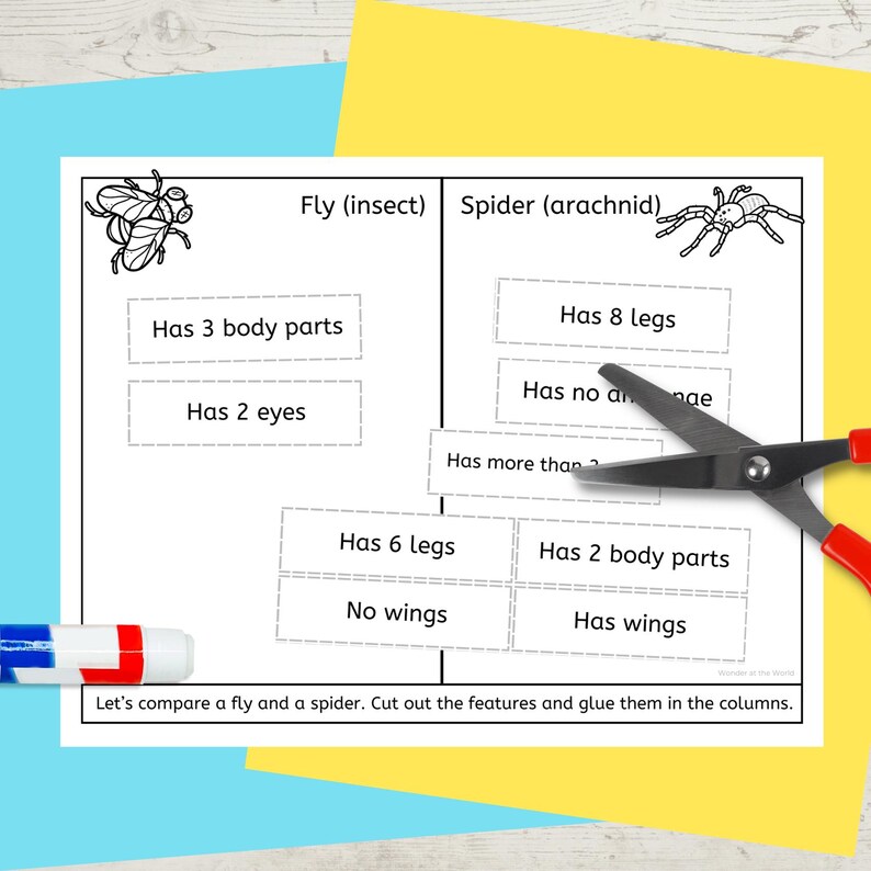 Life Cycle of a Spider Sequencing Science Crafts and Worksheets for ...