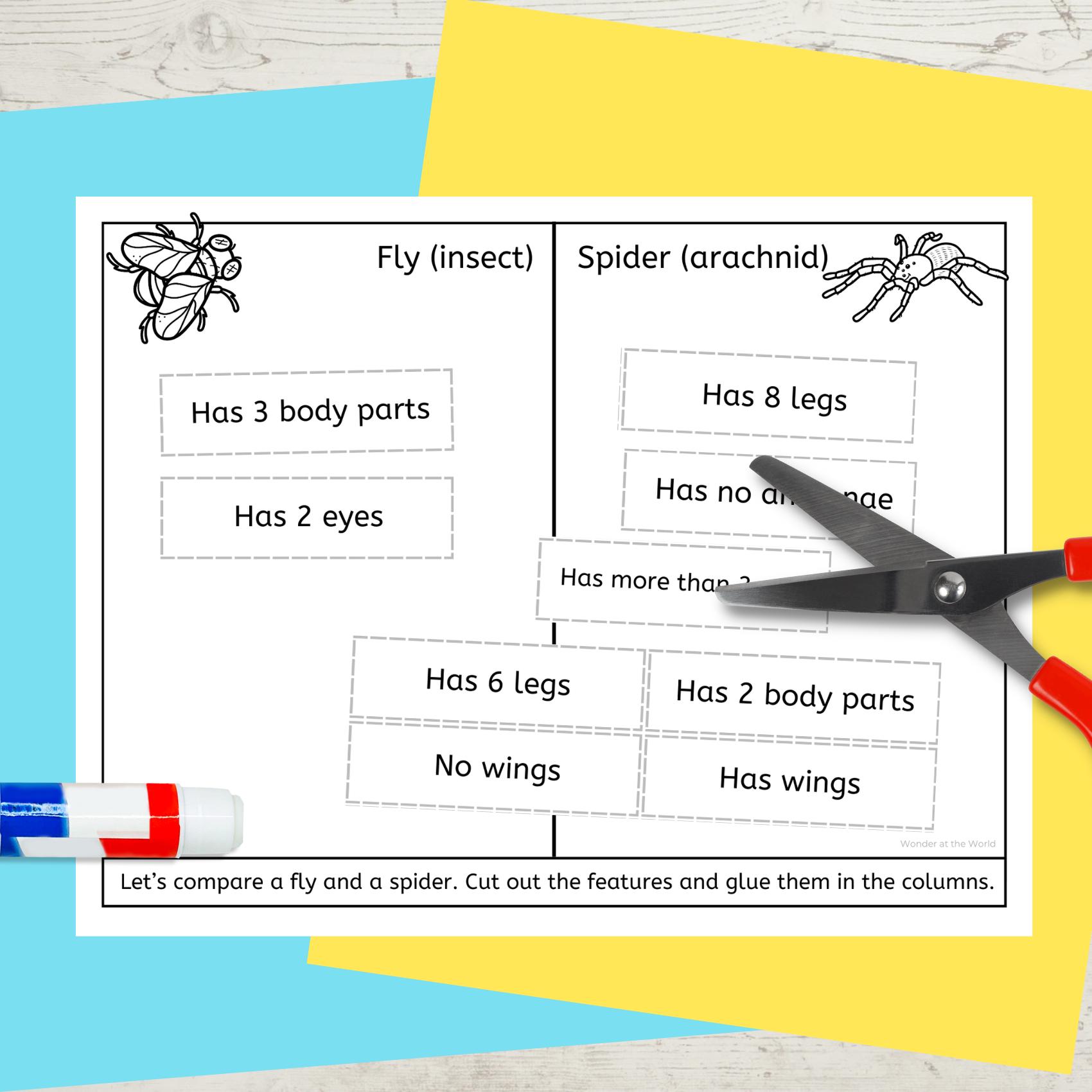 Life Cycle of a Spider Sequencing Science Crafts and Worksheets for ...