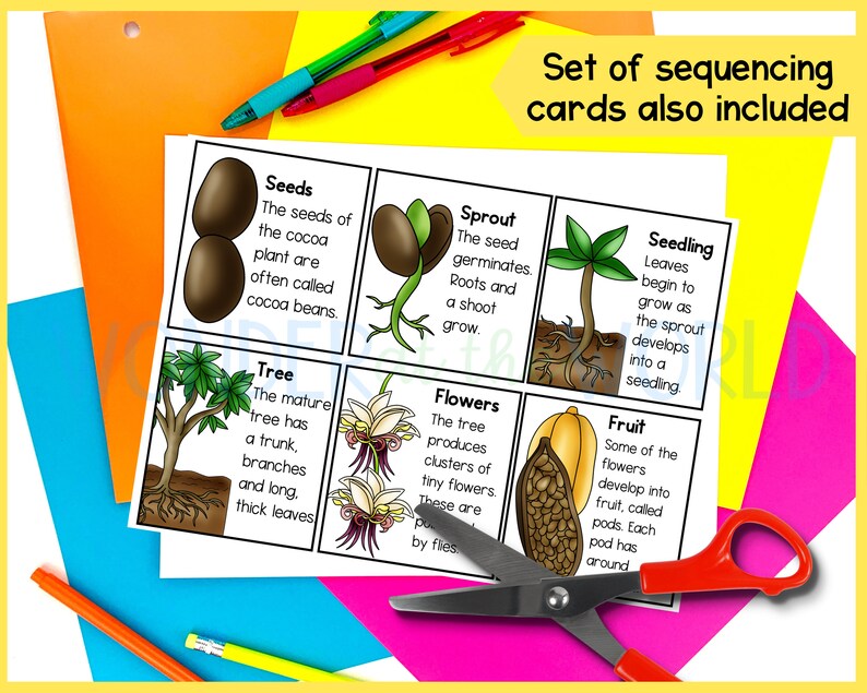 Life Cycle of a Cocoa Bean Tree Foldable Activity and Printables for ...