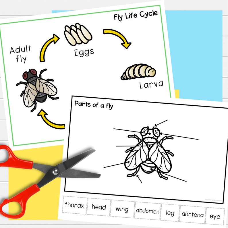 Life Cycle of a Fly Foldable Insect Activity Cut and Paste Science ...