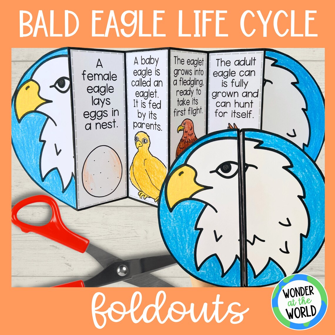 The Life Cycle of a Bald Eagle Foldable Sequencing Activity and Body ...