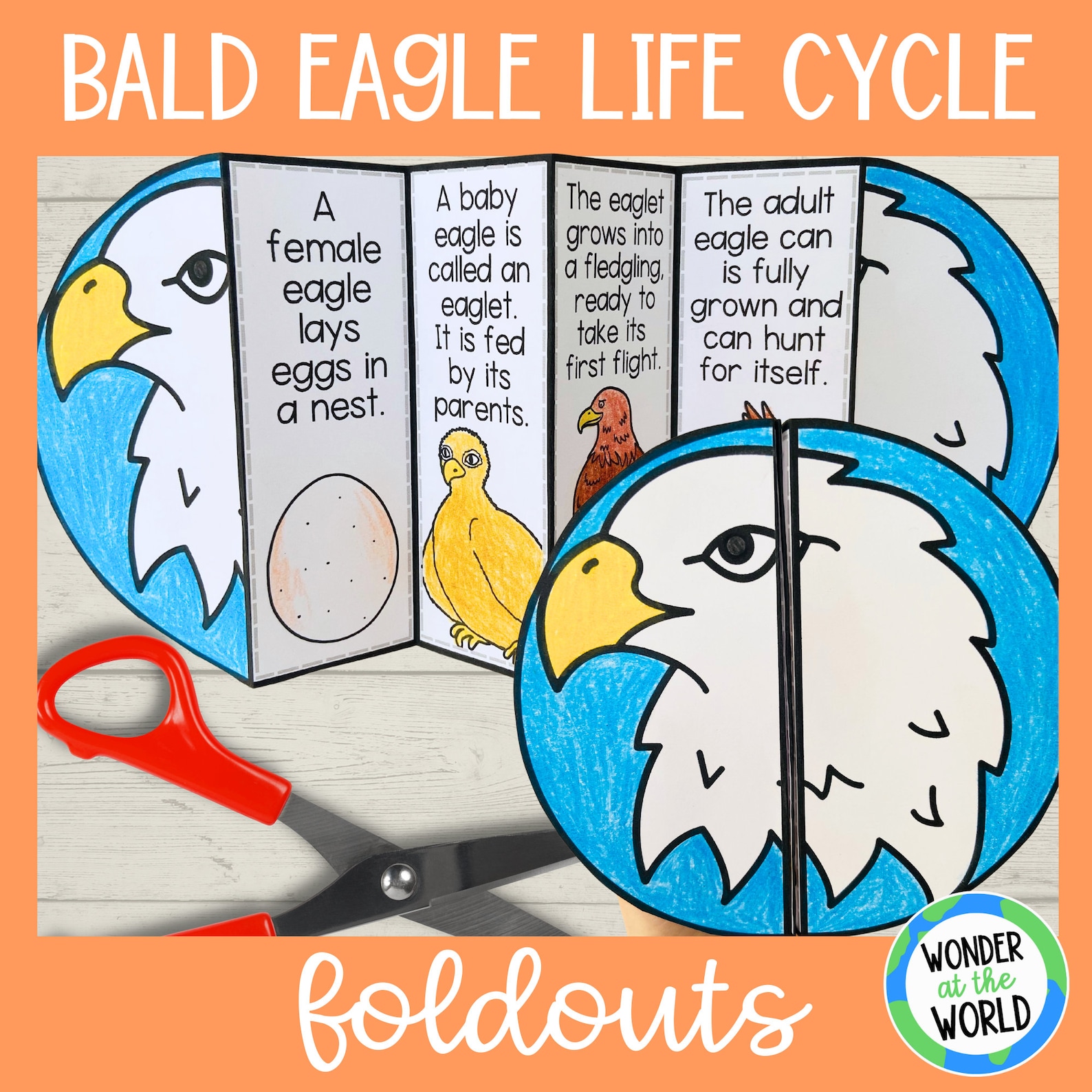 The Life Cycle of a Bald Eagle Foldable Sequencing Activity and Body ...