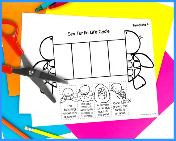 Hoja De Trabajo Del Ciclo De Vida De La Tortuga