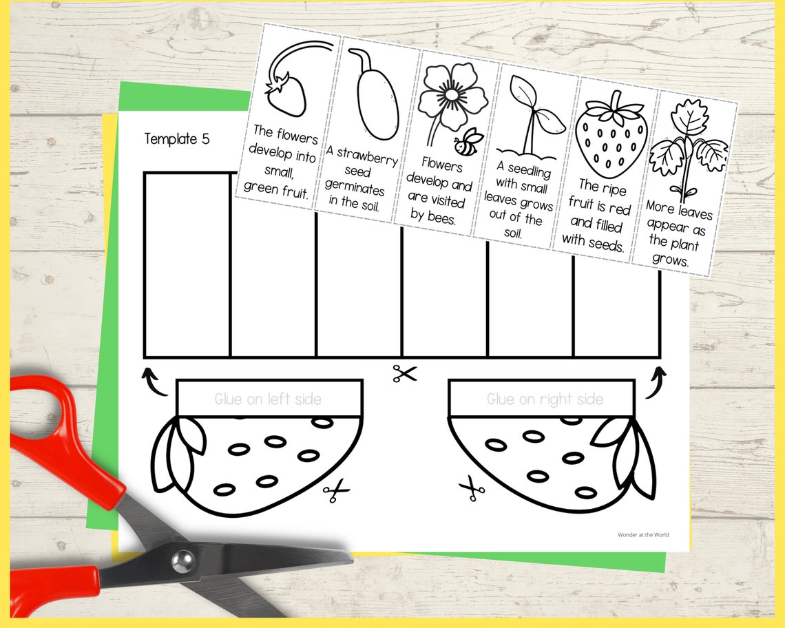 Life Cycle of a Strawberry Plant Printable Learning Activity A4 and ...