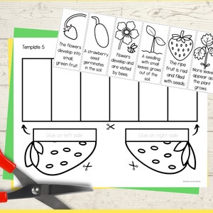 Life Cycle of a Strawberry Plant Printable Learning Activity | A4 and ...