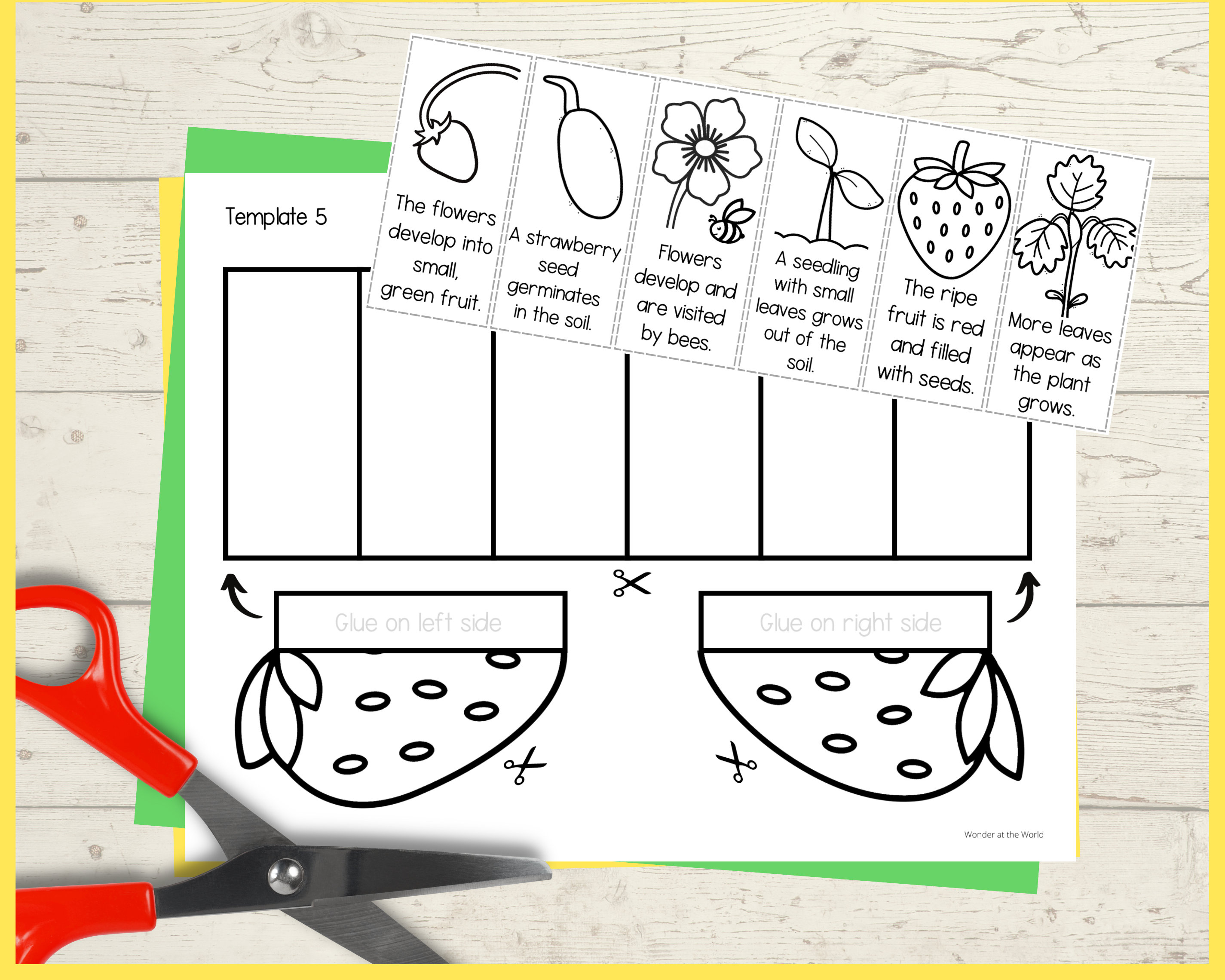 Life Cycle of a Strawberry Plant Printable Learning Activity | A4 and ...