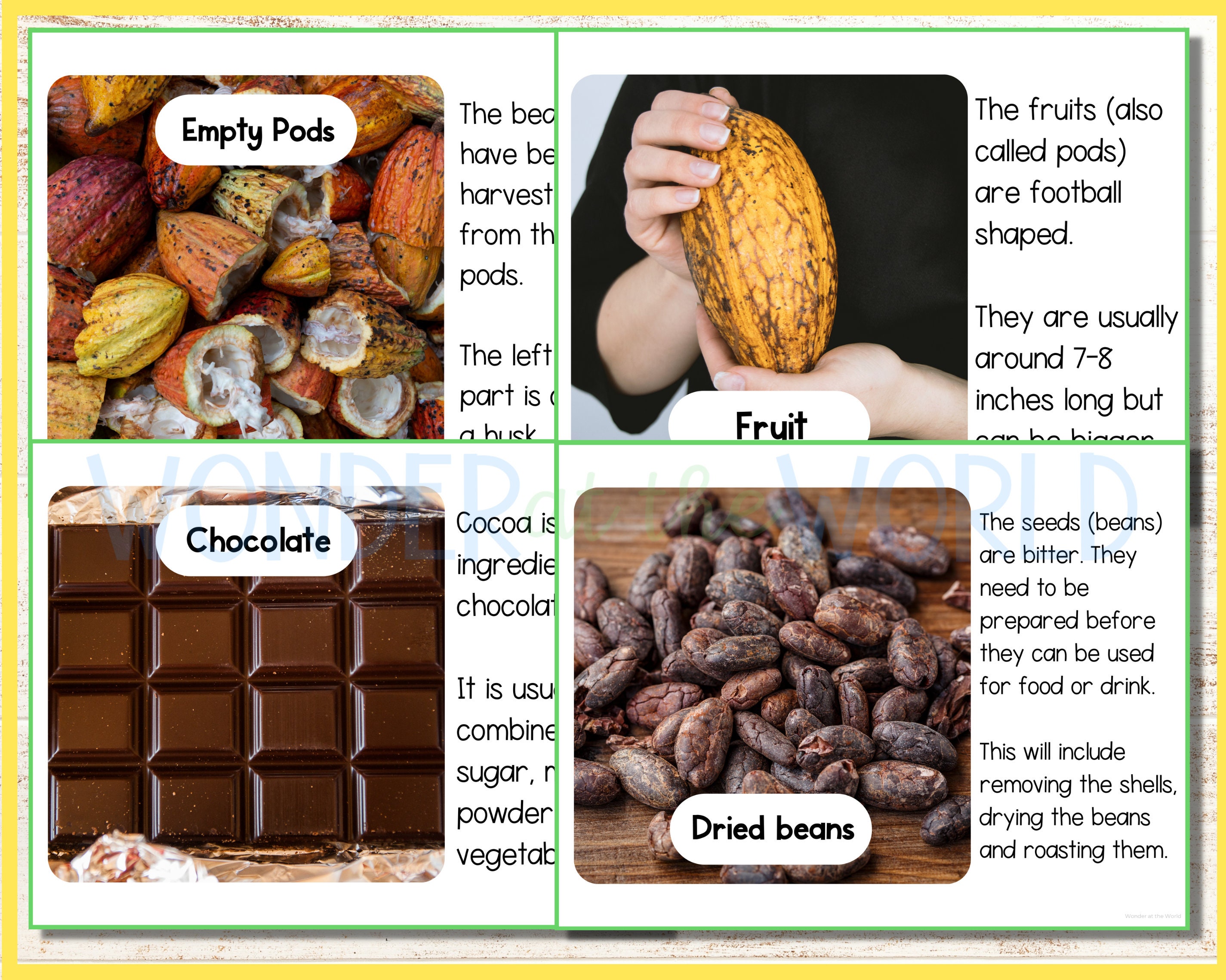 Life Cycle of a Cocoa Bean Tree Foldable Activity and Printables for ...