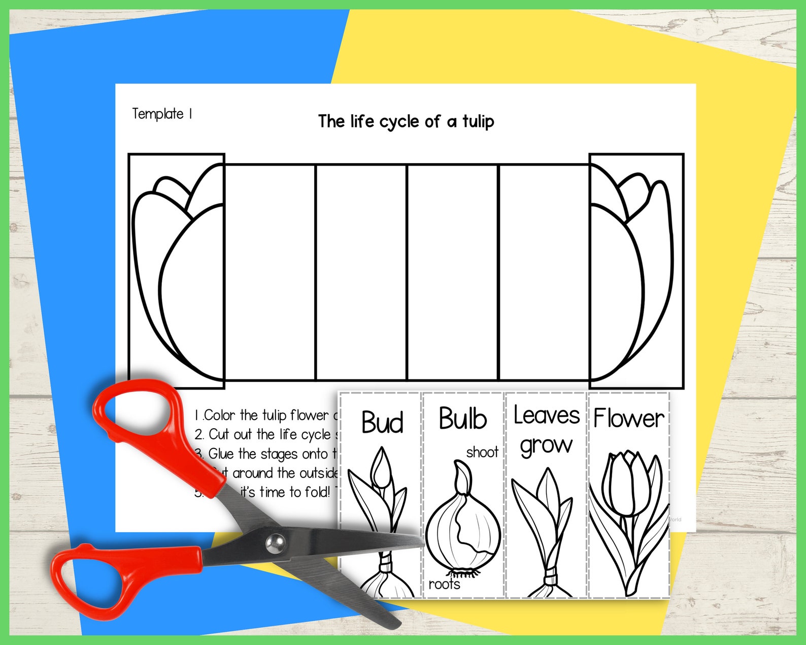 Life Cycle of a Tulip Plant Foldable Sequencing Activity Science Craft ...