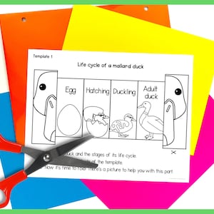 Life Cycle of a Mallard Duck Foldable Sequencing Activity for Kids | US ...