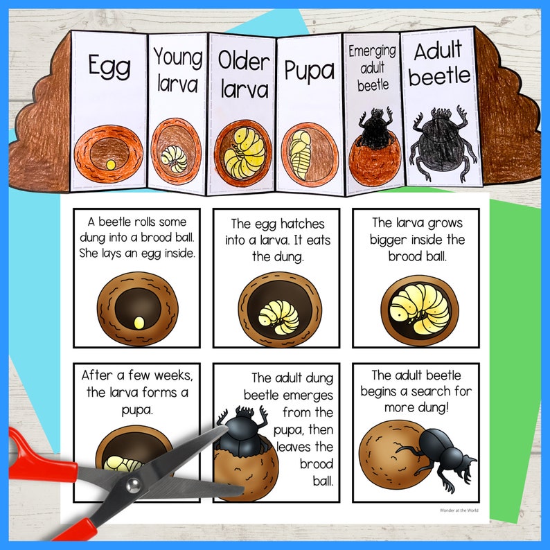 Life Cycle of a Dung Beetle Foldable Sequencing Activity Craft for Kids ...