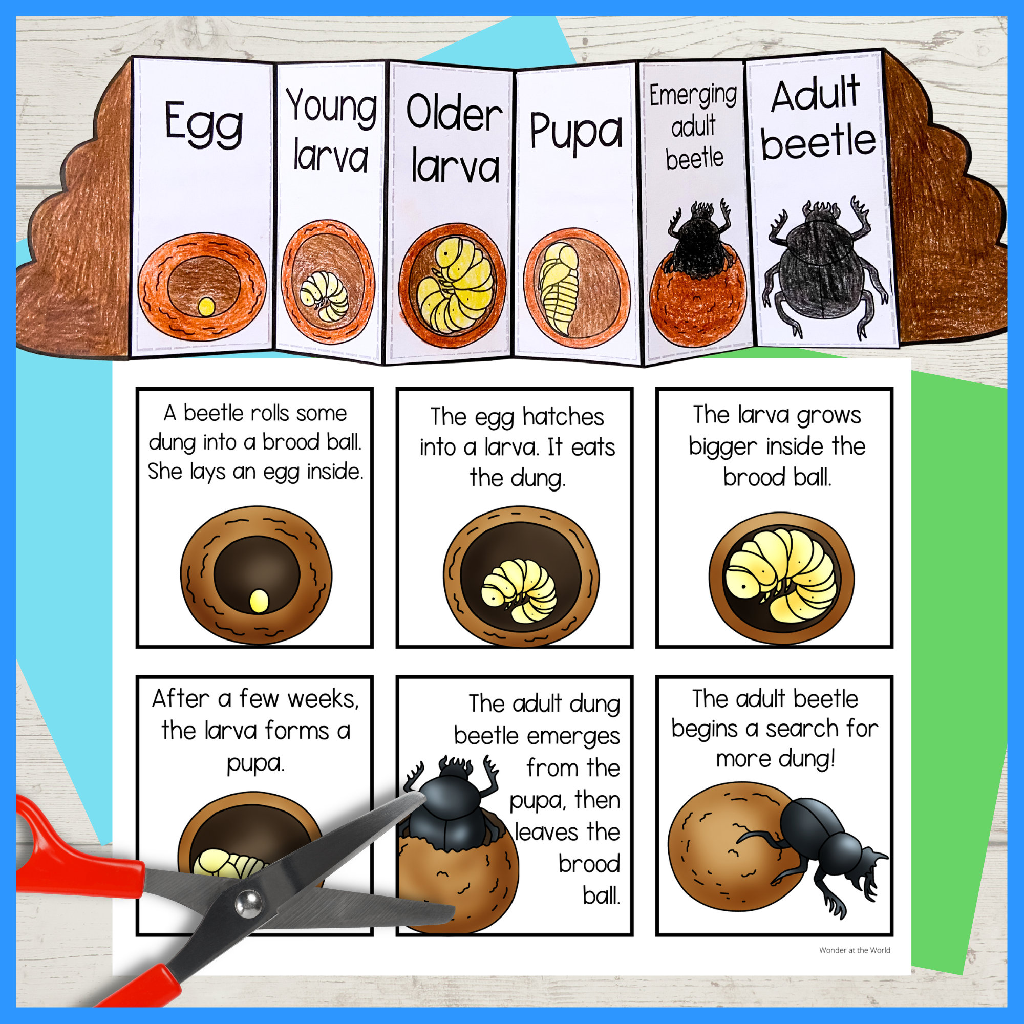 Life Cycle of a Dung Beetle Foldable Sequencing Activity Craft for Kids ...