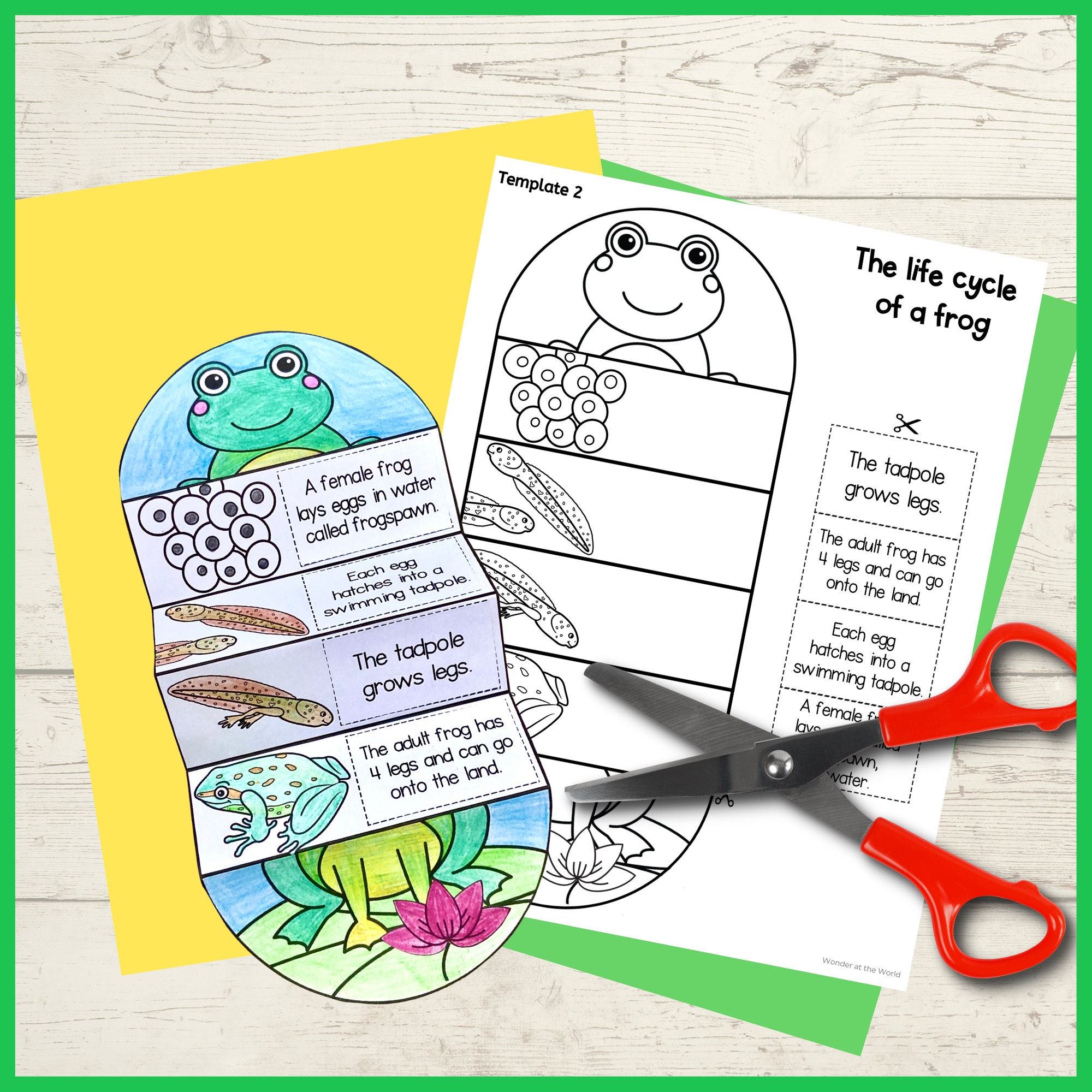 Life Cycles Foldable Science Cut and Paste Activities Butterfly Bean ...