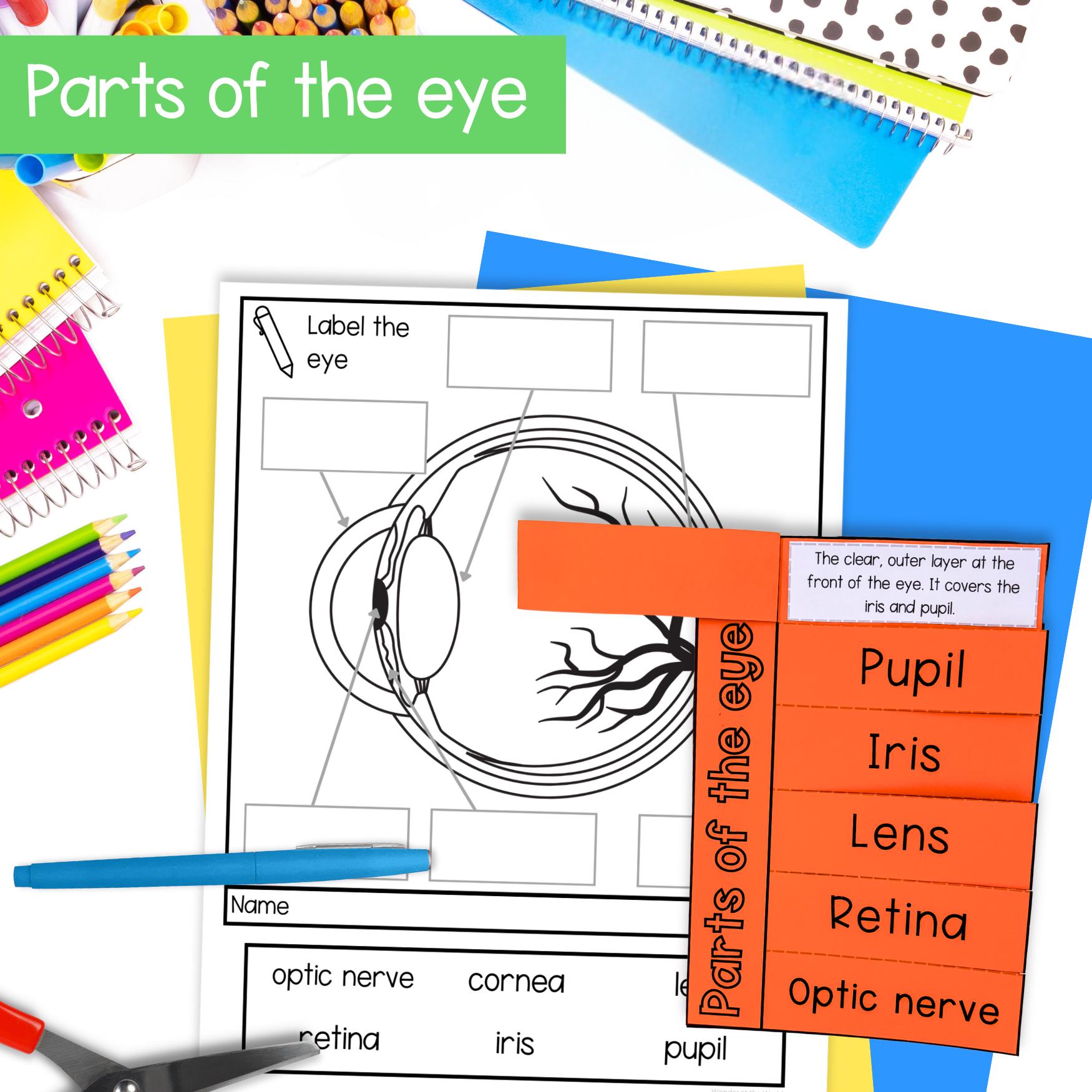 The Parts of the Human Eye and How We See Foldable Activities for ...