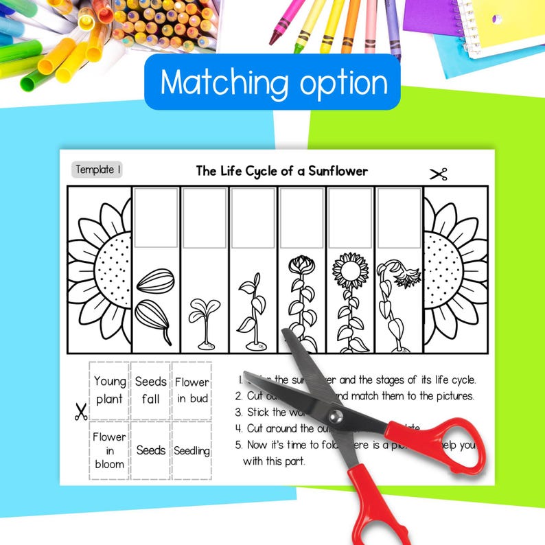 Life Cycle of a Sunflower Sequence and Fold Kids' Science Craft | A4 ...
