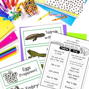 Life Cycle of a Frog Foldable Kids' Craft | A4 and 11x8.5 Inch ...