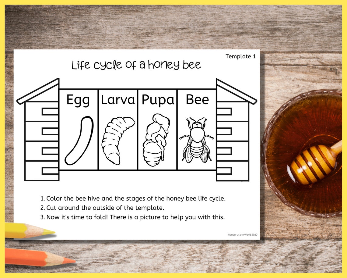 Life Cycle of Honey Bee Foldable Kids' Science Craft A4 - Etsy UK