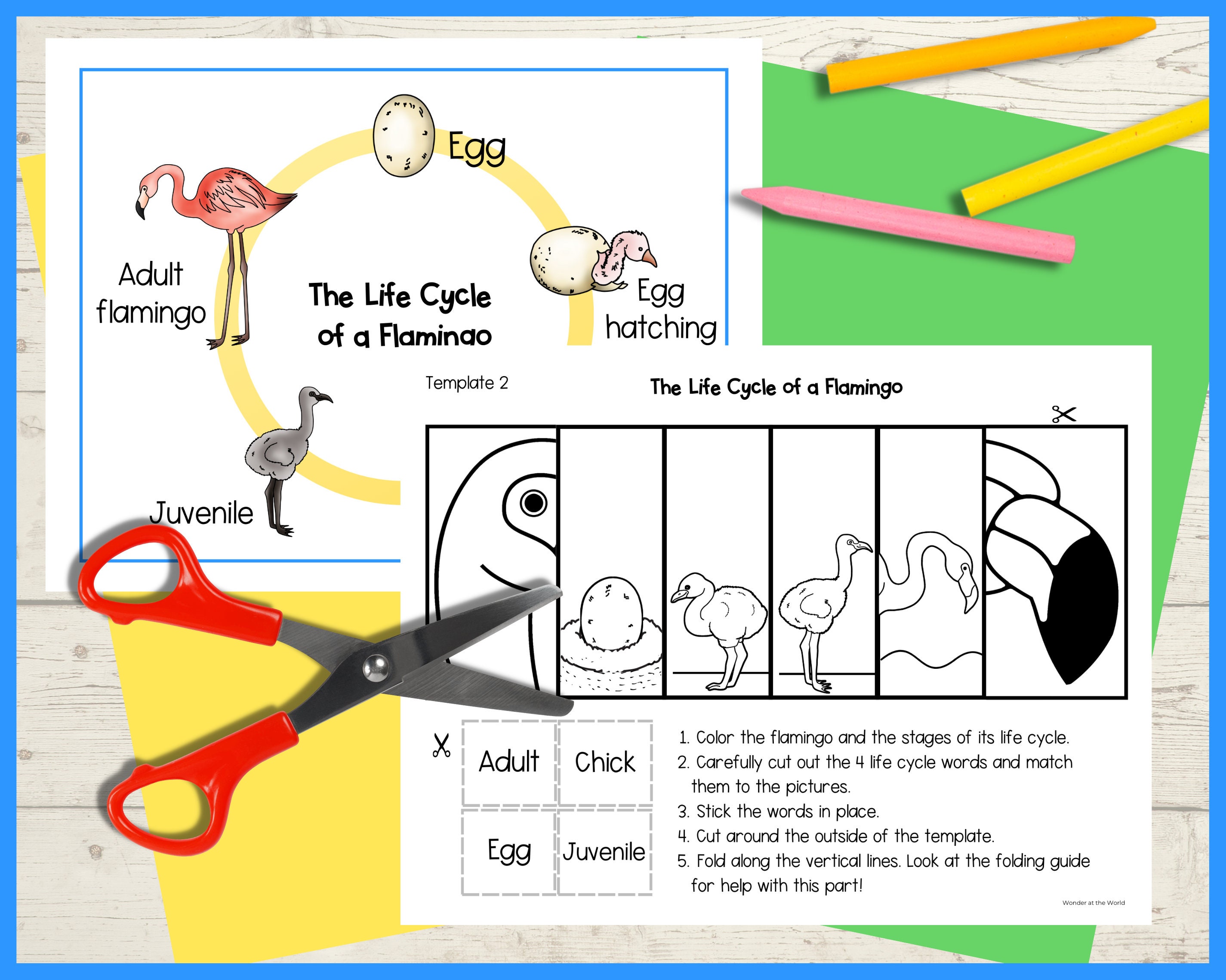 Life Cycle of a Flamingo Foldable Kids' Science Craft Sequencing ...