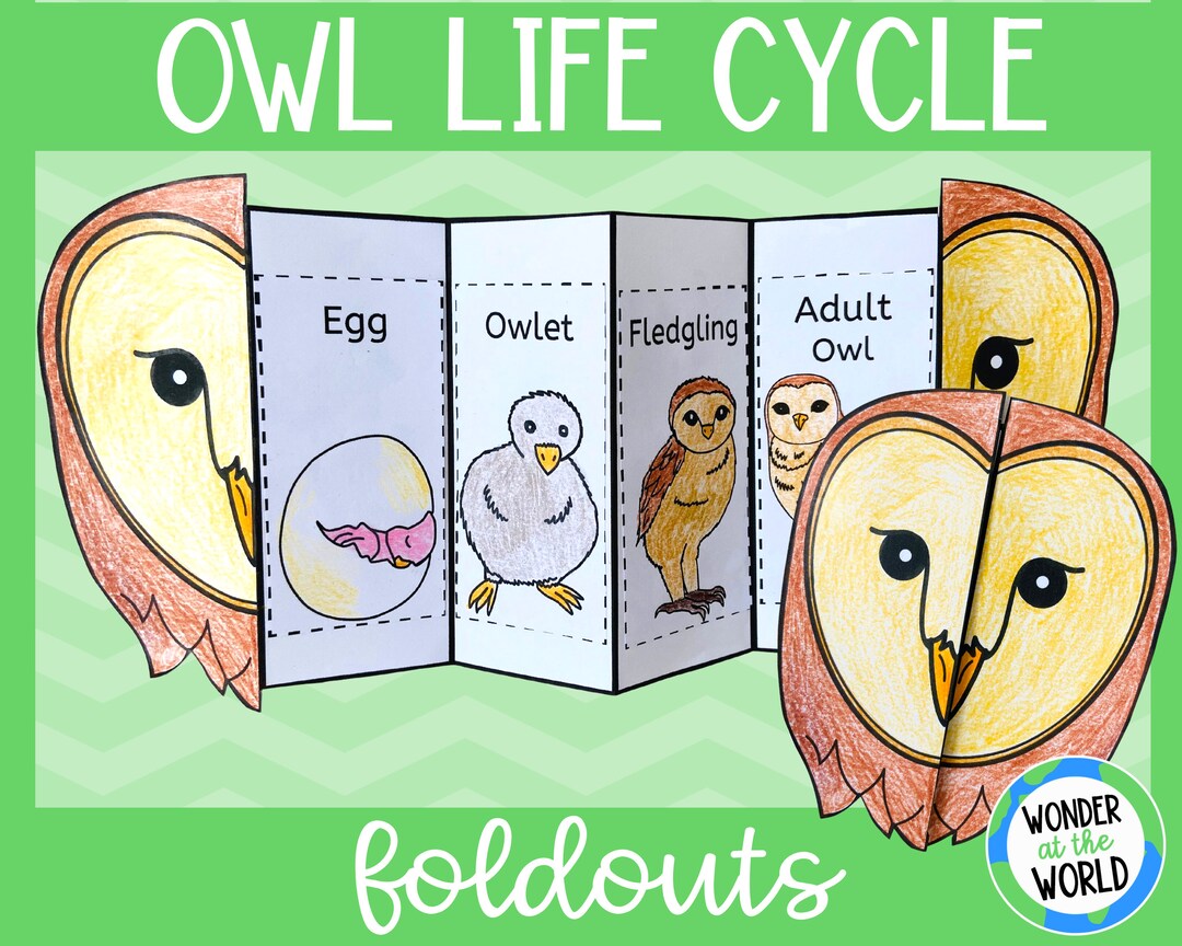 Life Cycle of an Owl Foldable Kids' Craft A4 and 11x8.5 - Etsy Canada