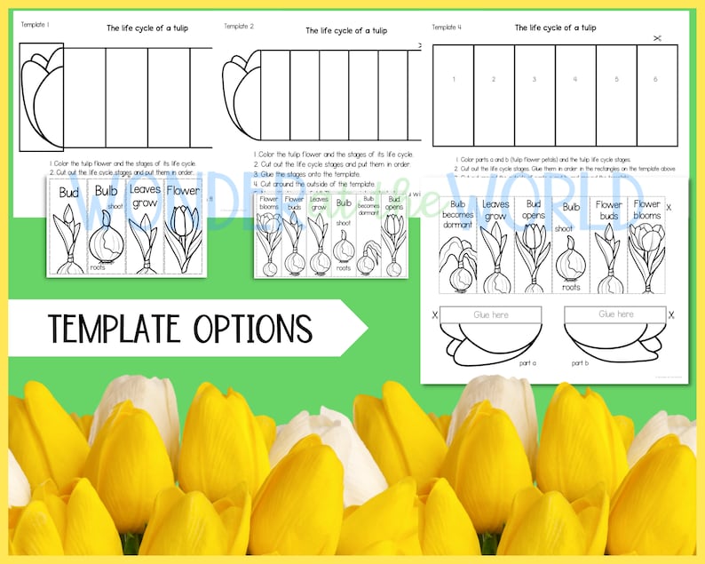 Life Cycle of a Tulip Plant Foldable Sequencing Activity Science Craft ...