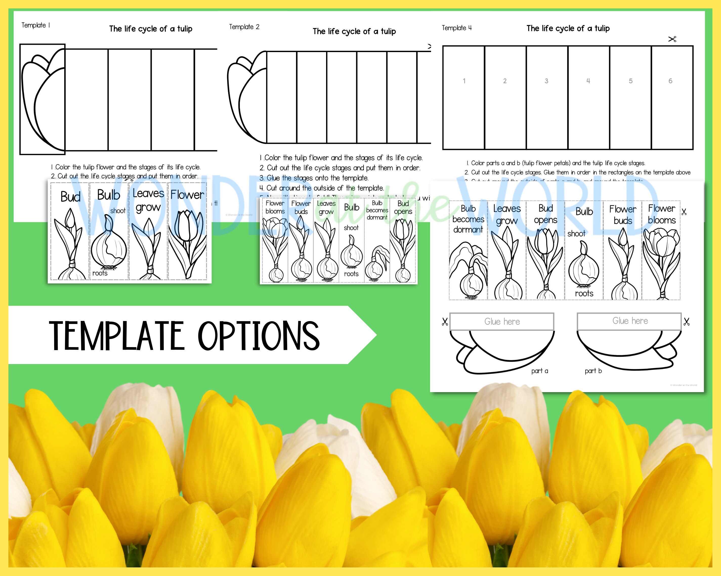 Life Cycle of a Tulip Plant Foldable Sequencing Activity Science Craft ...