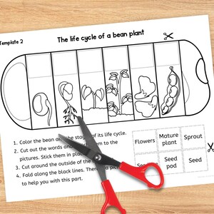 Life Cycle of a Bean Plant Sequence and Fold Kids' Craft Science ...