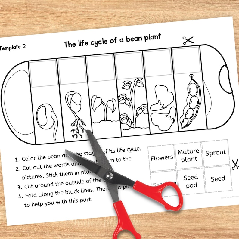 Life Cycle of a Bean Plant Sequence and Fold Kids' Craft Science ...