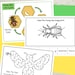 Life Cycle of Honey Bee Foldable Kids' Science Craft | A4 and 11x8.5 ...