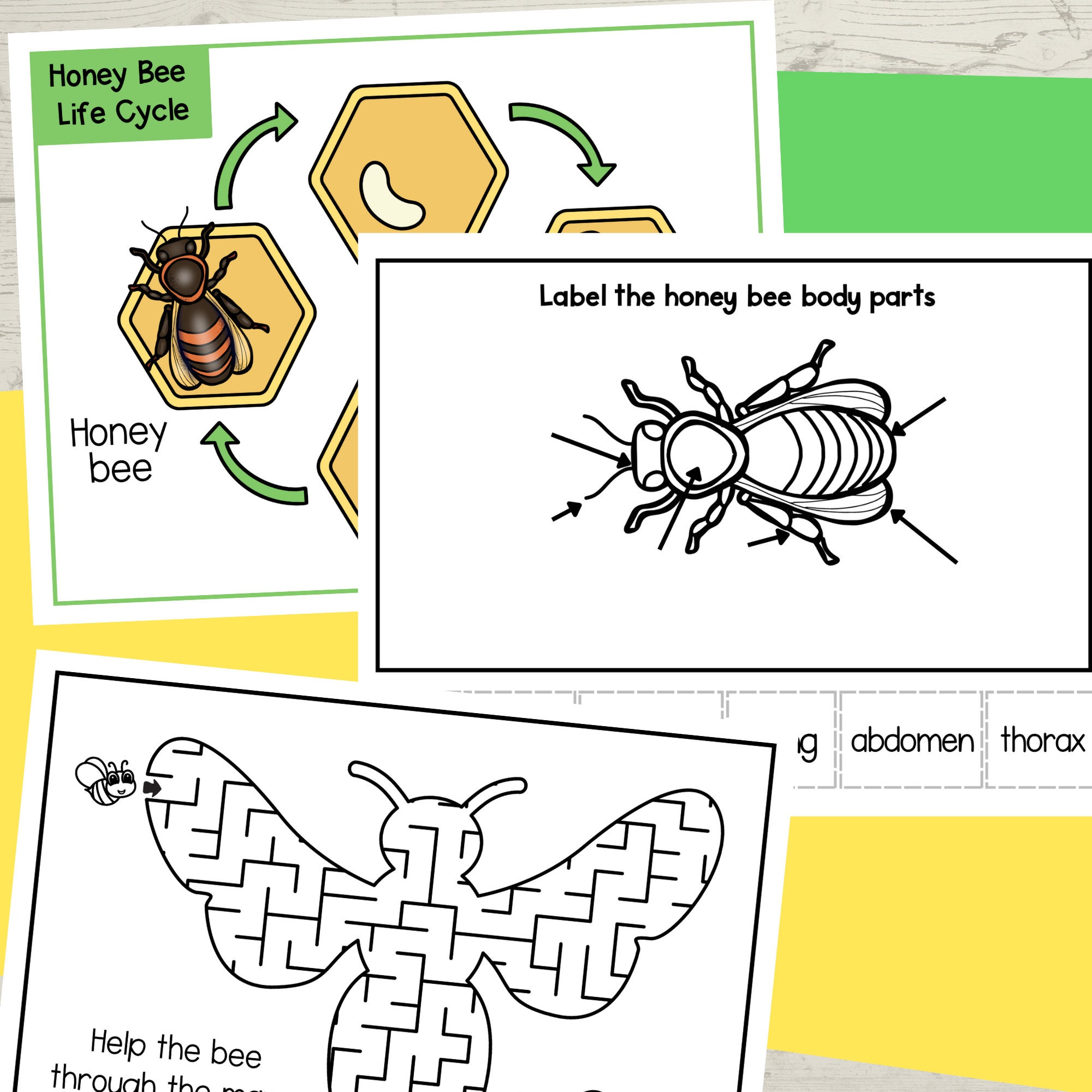 Life Cycle of Honey Bee Foldable Kids' Science Craft A4 and 11x8.5 Inch ...