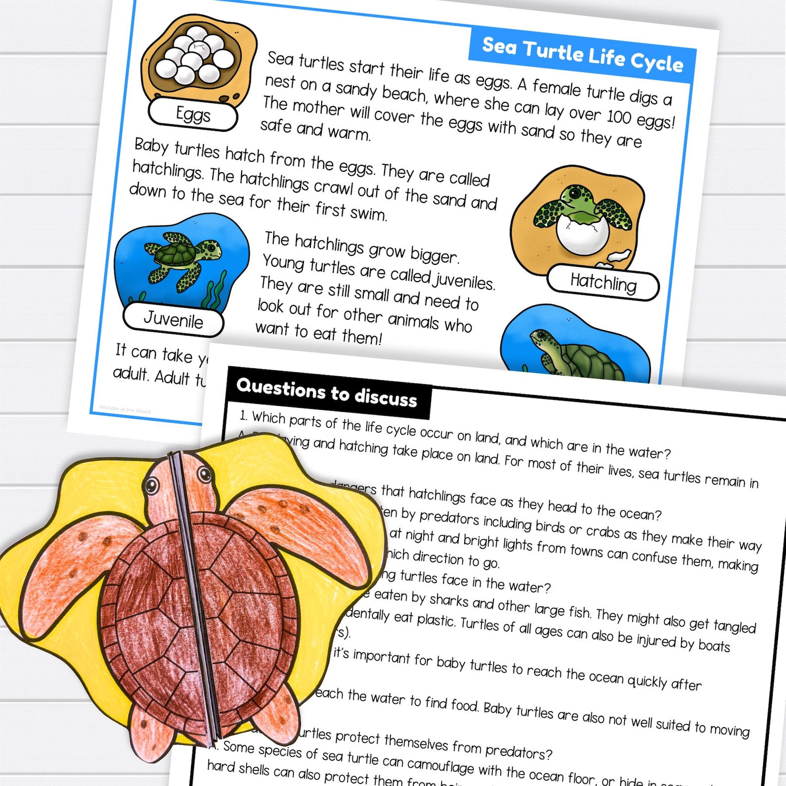 Life cycle of a sea turtle fold and sequence science craft activity for ...