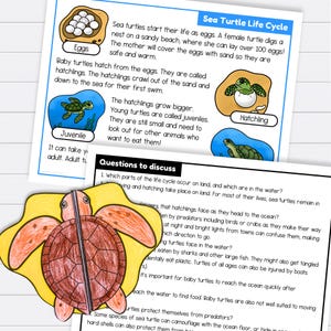 Ciclo de vida de una tortuga marina: actividad científica plegable para ...