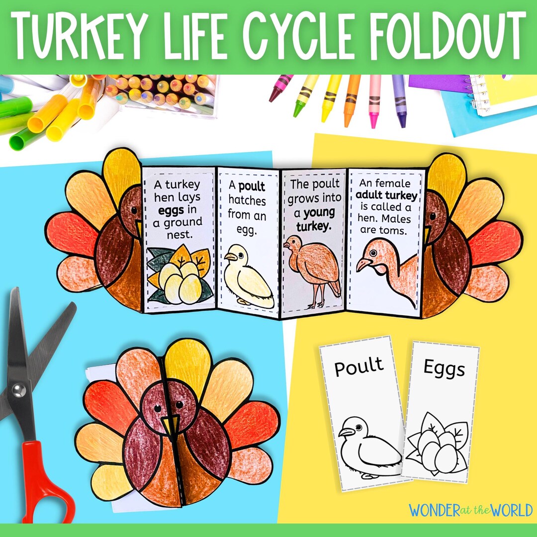 Life Cycle of a Turkey Foldable Kids' Craft | 11x8.5 Inch | Digital ...