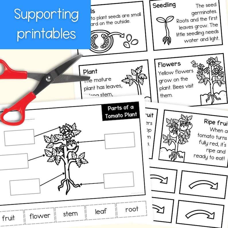 Life Cycle of a Tomato Plant Sequence and Fold Kids' Science Craft | A4 ...