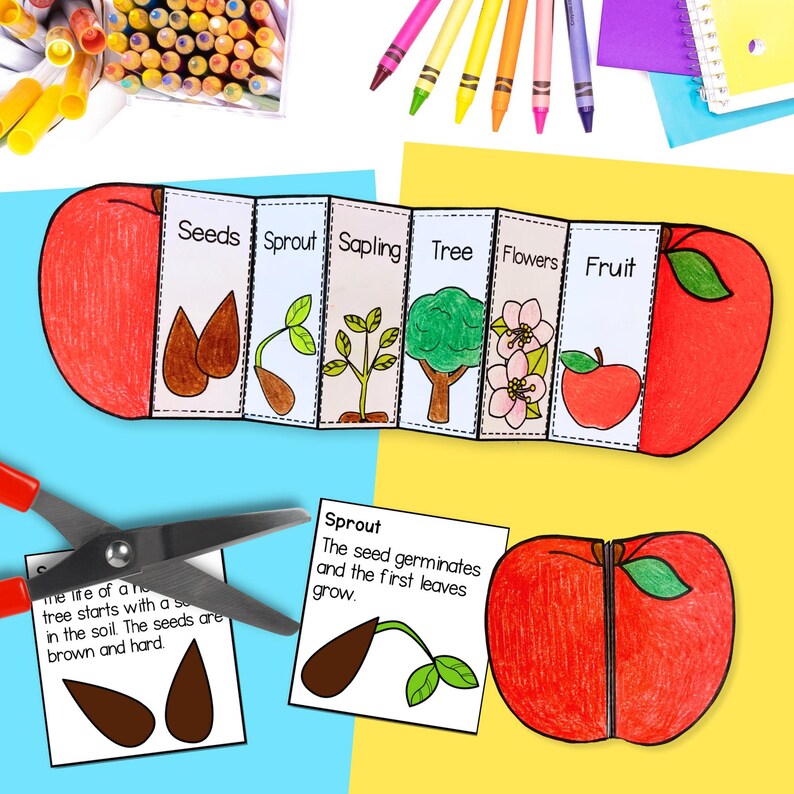 Plants Life Cycles Foldable Science Activities | Apple Pumpkin ...