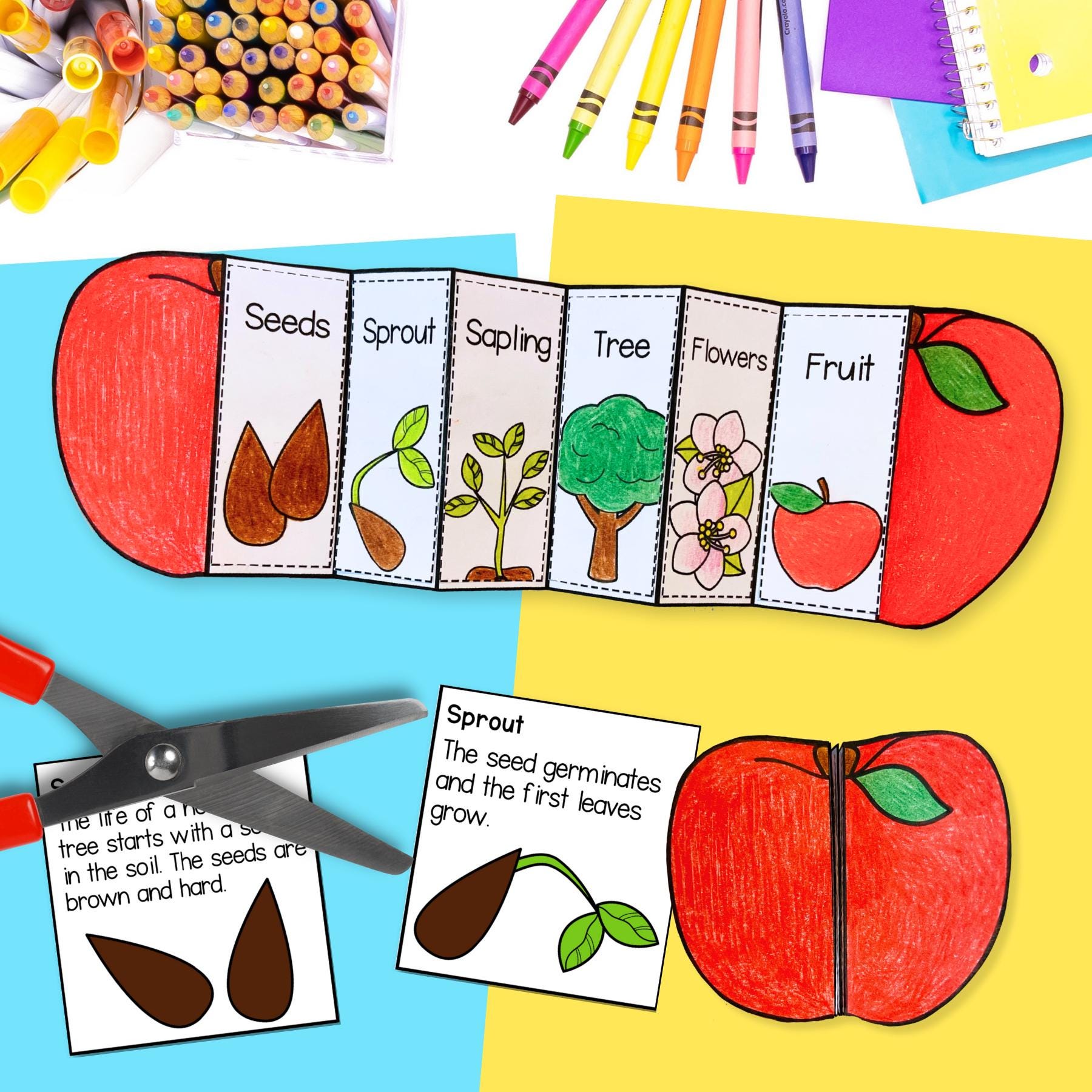 Plants Life Cycles Sequence and Fold Science Activities for Apple ...