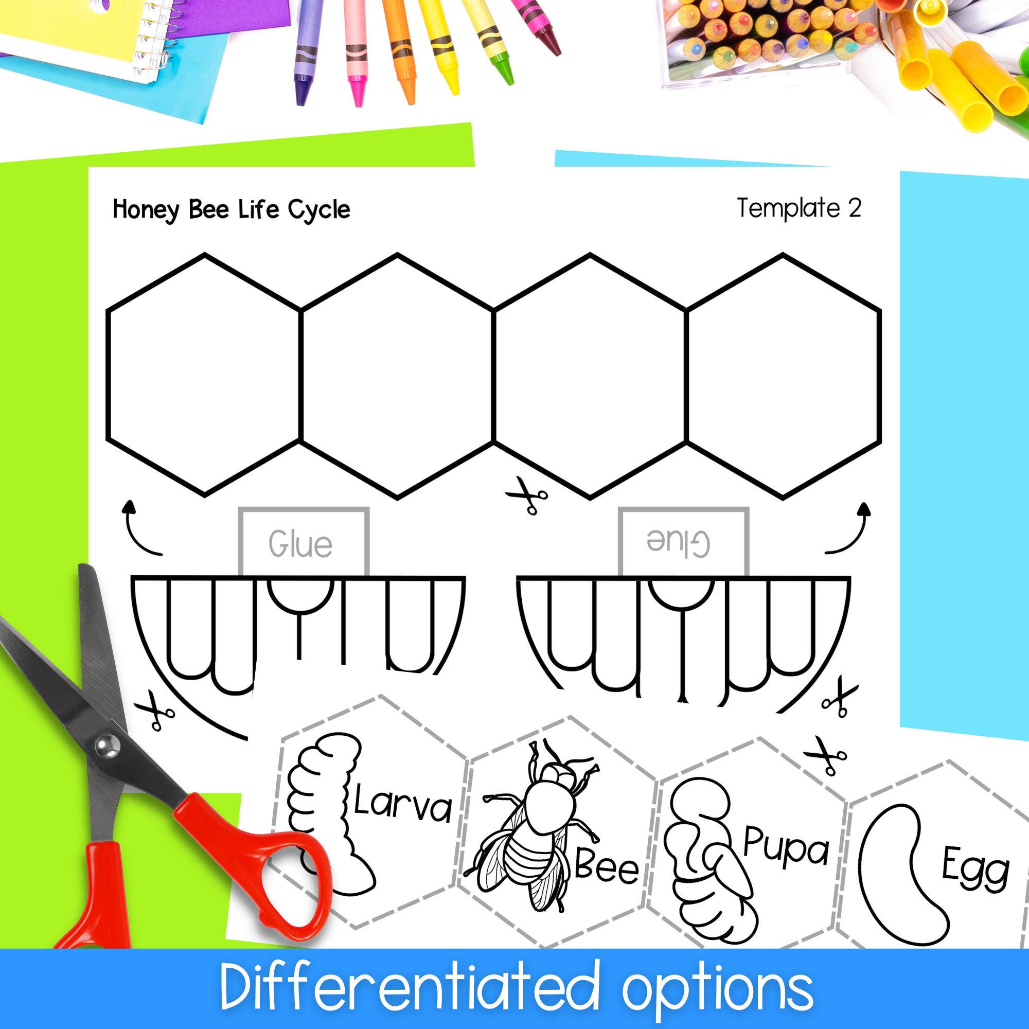 Life Cycle of Honey Bee Foldable Kids' Science Craft A4 and 11x8.5 Inch ...