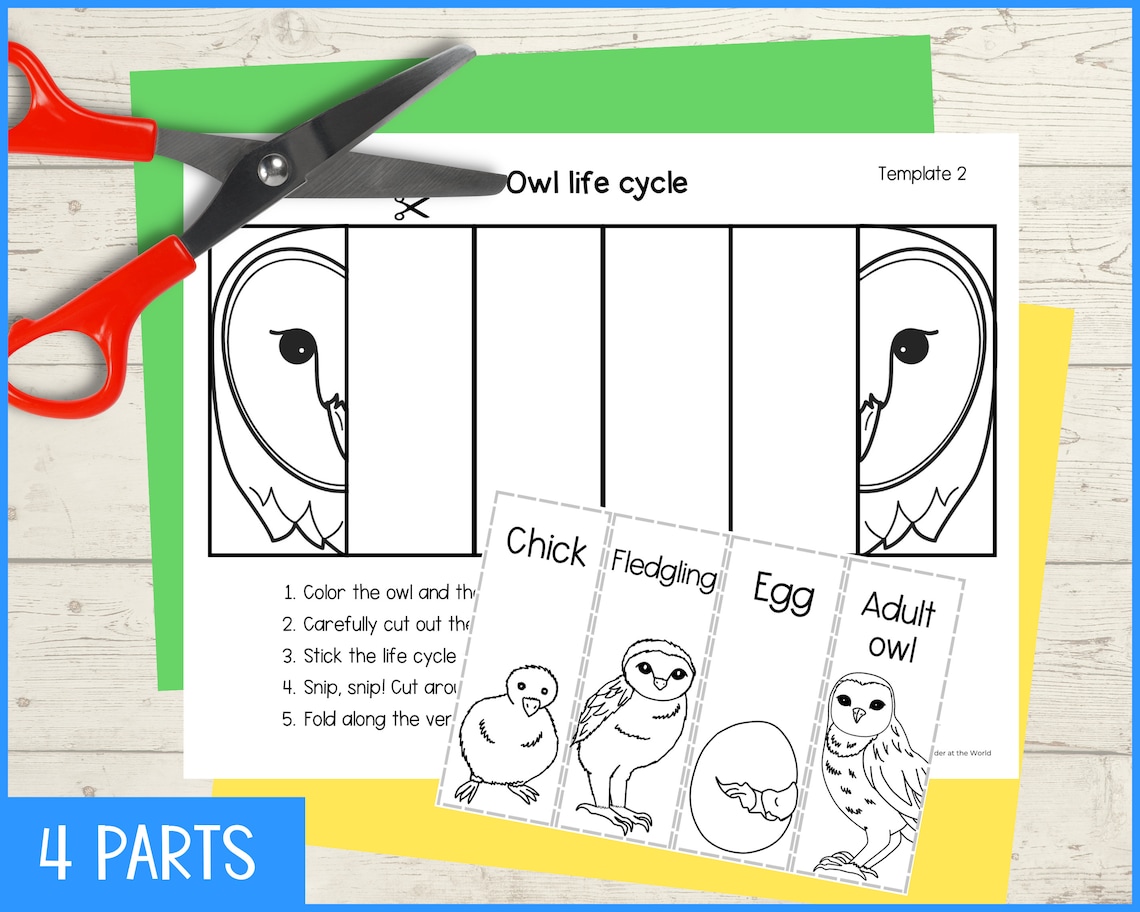 Life Cycle of an Owl Foldable Kids' Science Craft Printable PDF | A4 ...
