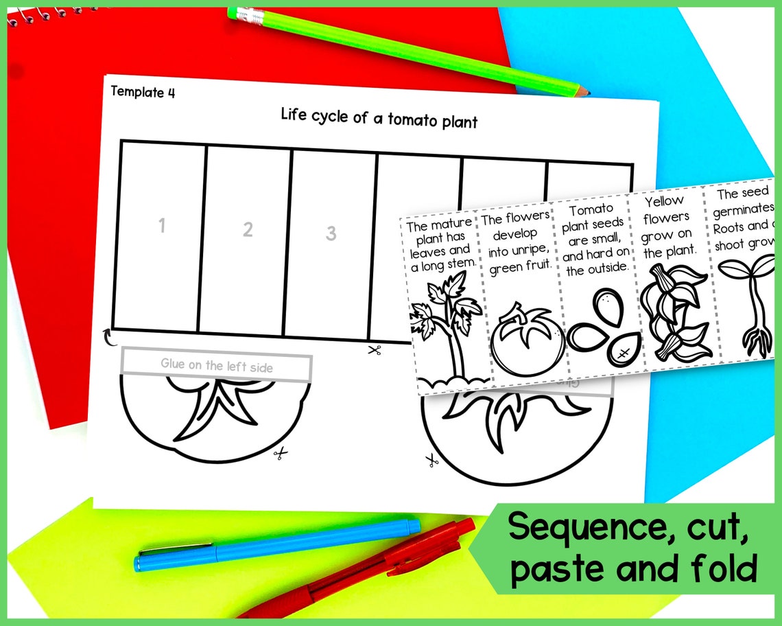 Life Cycle of a Tomato Plant Foldable Kids' Craft A4 and 11x8.5 Inch ...