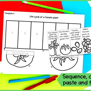 Life Cycle of a Tomato Plant Foldable Kids' Craft | A4 and 11x8.5 Inch ...