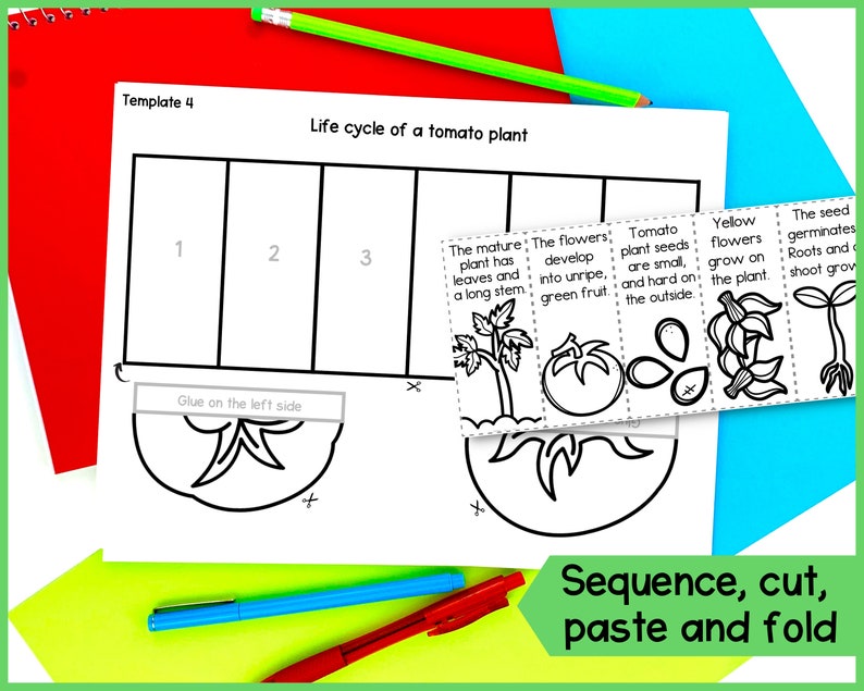 Life Cycle of a Tomato Plant Foldable Kids' Craft | A4 and 11x8.5 Inch ...