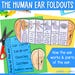 How the Human Ear Works Parts of the Ear Foldable Sequencing Activity ...